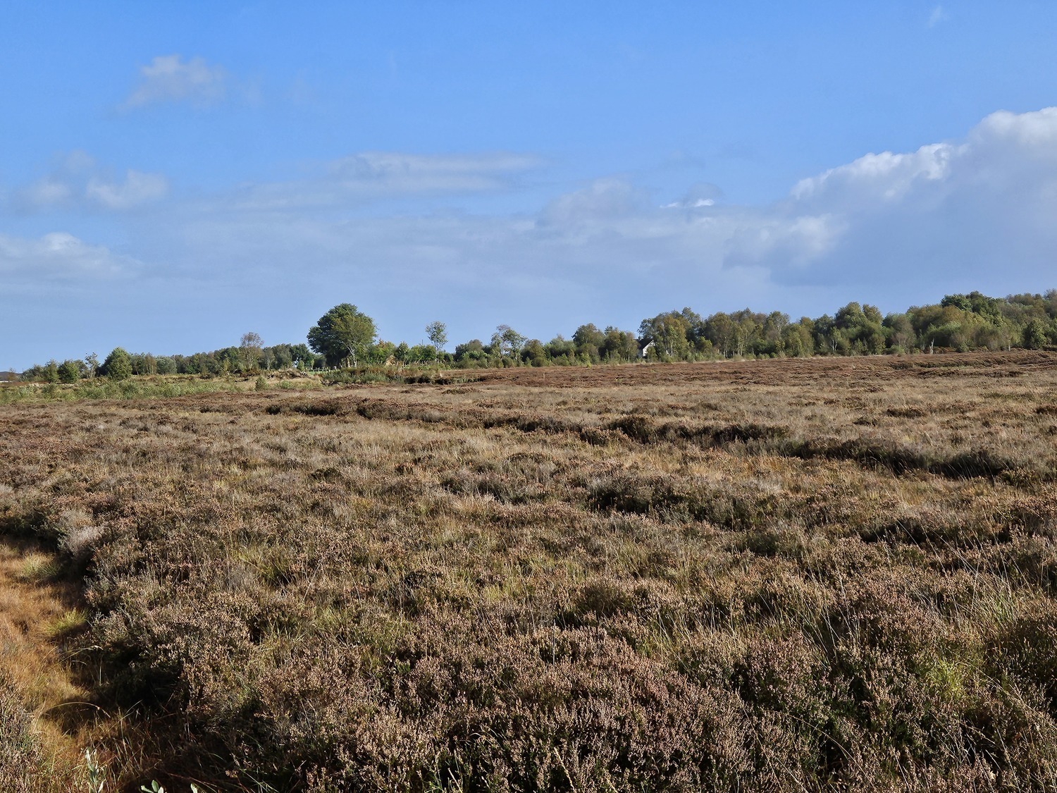 Peat being cut at protected site near Lough Neagh and ‘sold to garden ...